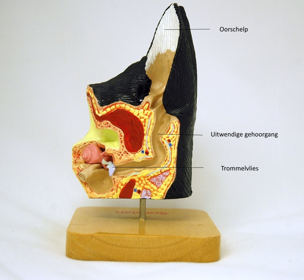 Oorontsteking | Dierenkliniek van der Meiden